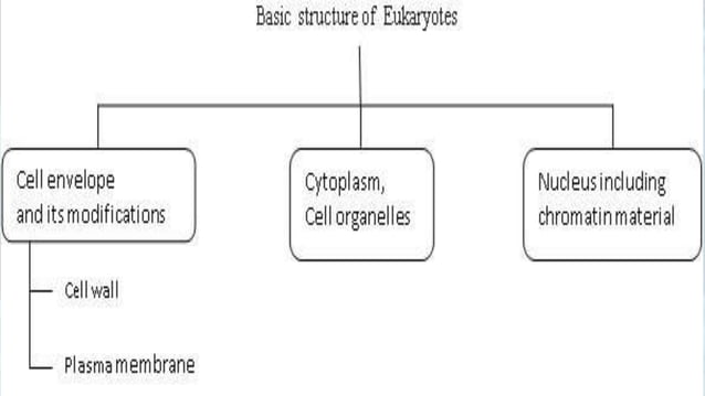 Cell: The Unit of Life | PPTX | Biological Sciences | Science