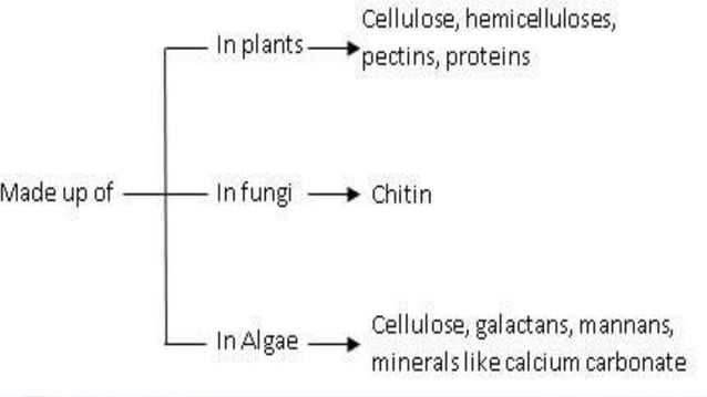 Cell: The Unit of Life | PPTX | Biological Sciences | Science