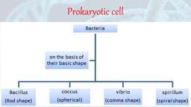 Cell: The Unit of Life | PPTX | Biological Sciences | Science