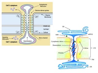 Cell-To-Cell Communication and signaling in plants.ppt