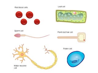 Cell Activity.ppt
