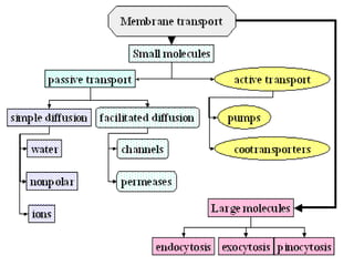 Cell Activity.ppt
