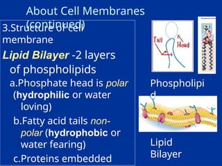 CELL-TRANSPORT TYPES AND DEFINITIONS.pptx