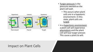 Cell-Transport-and-Homeostasis-PPT-USBT.pdf