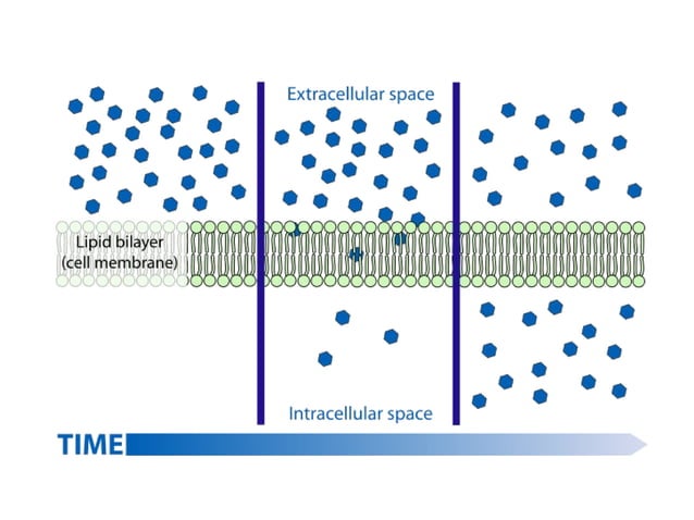 Cell-Transport-Powerpoint-1.pptx presentation | PPT