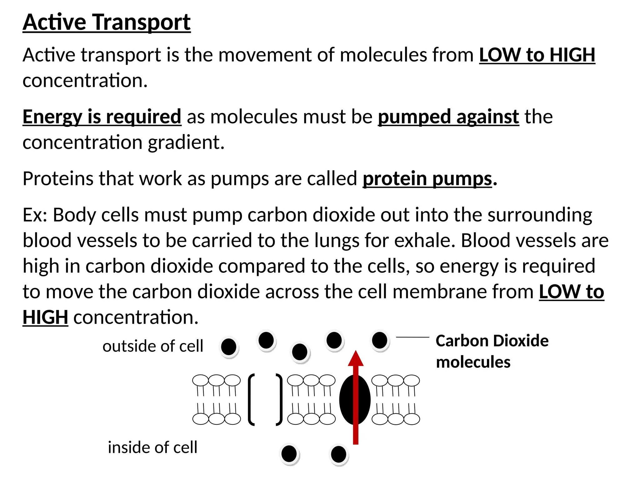 cellular transport powerpoint presentation | PPTX