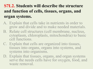 cellular transport powerpoint presentation | PPTX