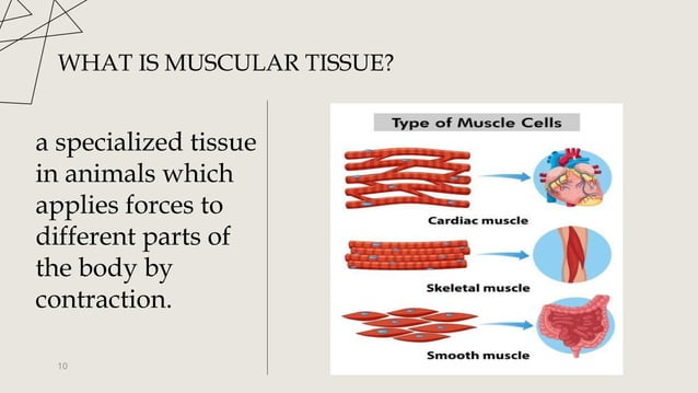 Cell-type-and-modifications 2.ppt presentation | PPTX
