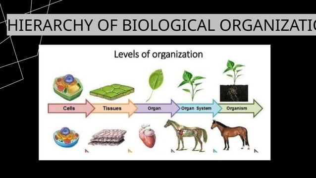 Cell-type-and-modifications 2.ppt presentation | PPT