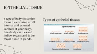 Cell-type-and-modifications 2.ppt presentation | PPTX
