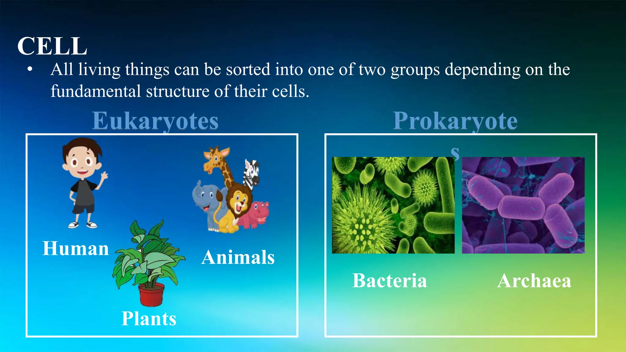 THE CELL-TYPES PROCARYOTES AND EUKARYOTES.pptx. | PPT