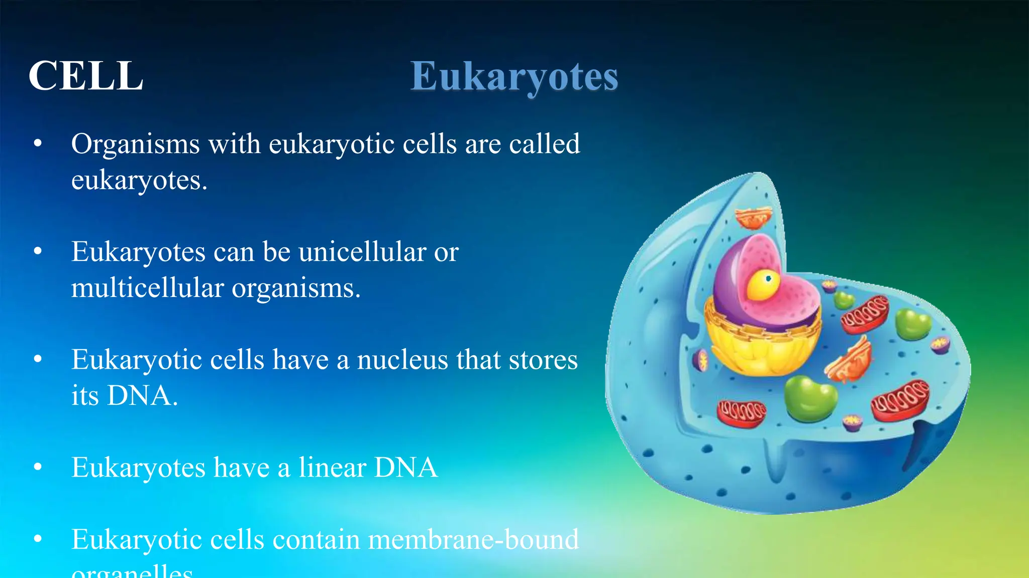 THE CELL-TYPES PROCARYOTES AND EUKARYOTES.pptx. | PPTX