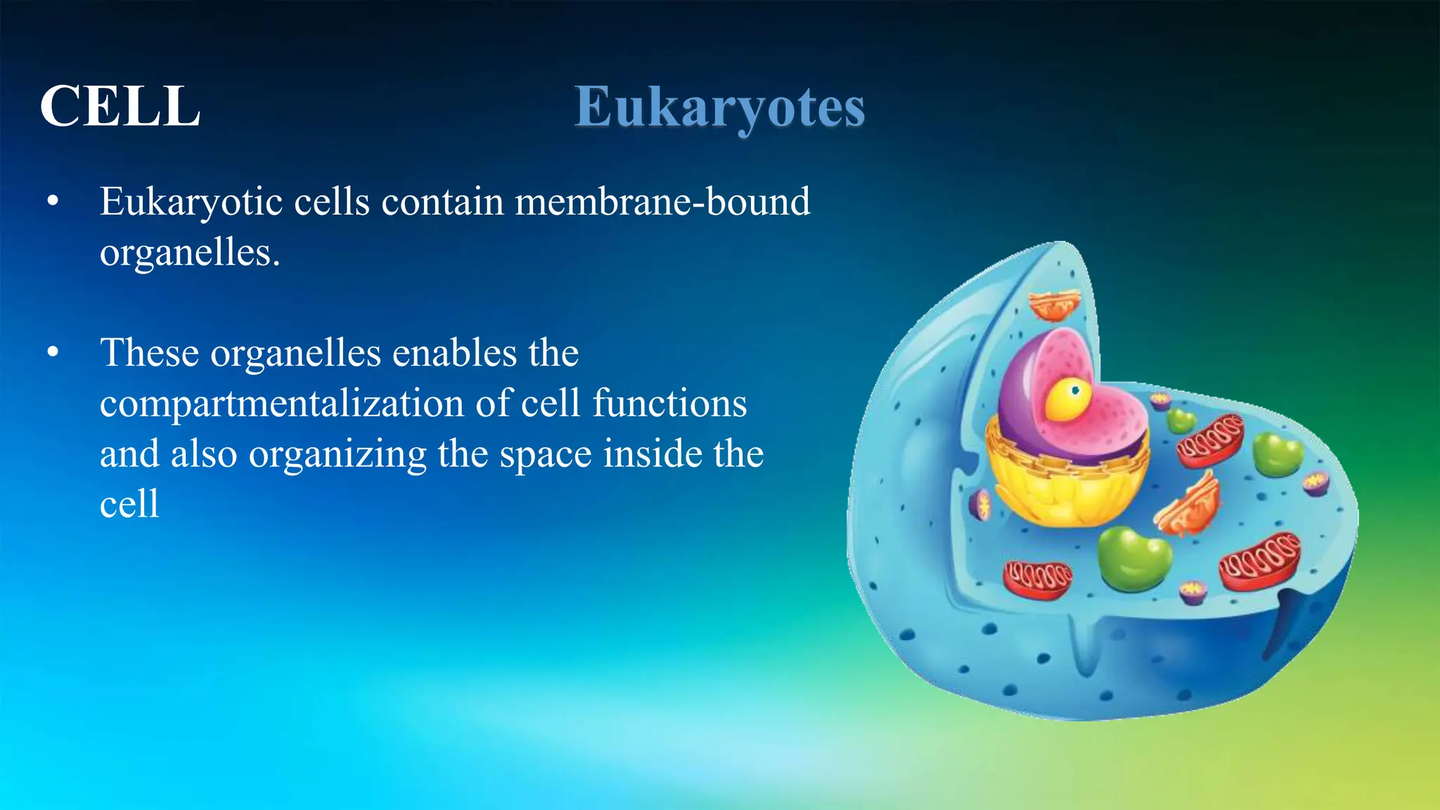 THE CELL-TYPES PROCARYOTES AND EUKARYOTES.pptx. | PPT