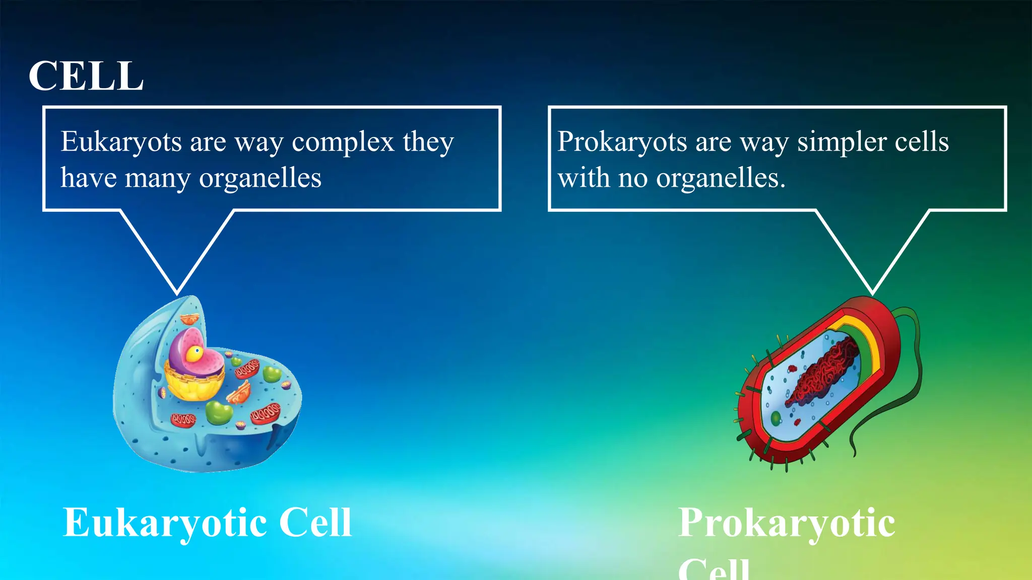 THE CELL-TYPES PROCARYOTES AND EUKARYOTES.pptx. | PPT