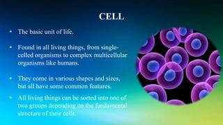 THE CELL-TYPES PROCARYOTES AND EUKARYOTES.pptx. | PPT