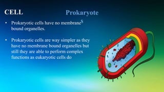 THE CELL-TYPES PROCARYOTES AND EUKARYOTES.pptx. | PPTX