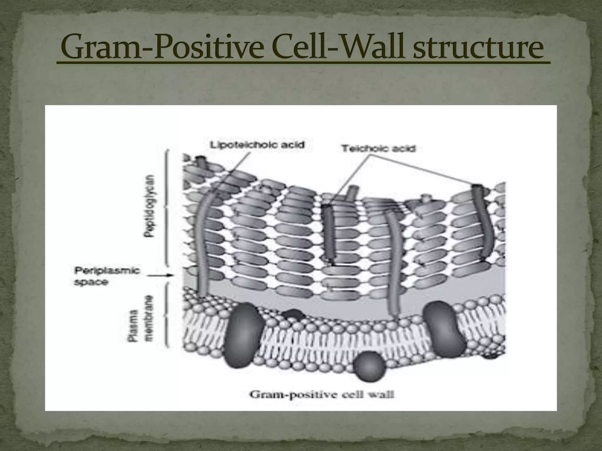 Cell wall of gram-positive bacteria | PPTX