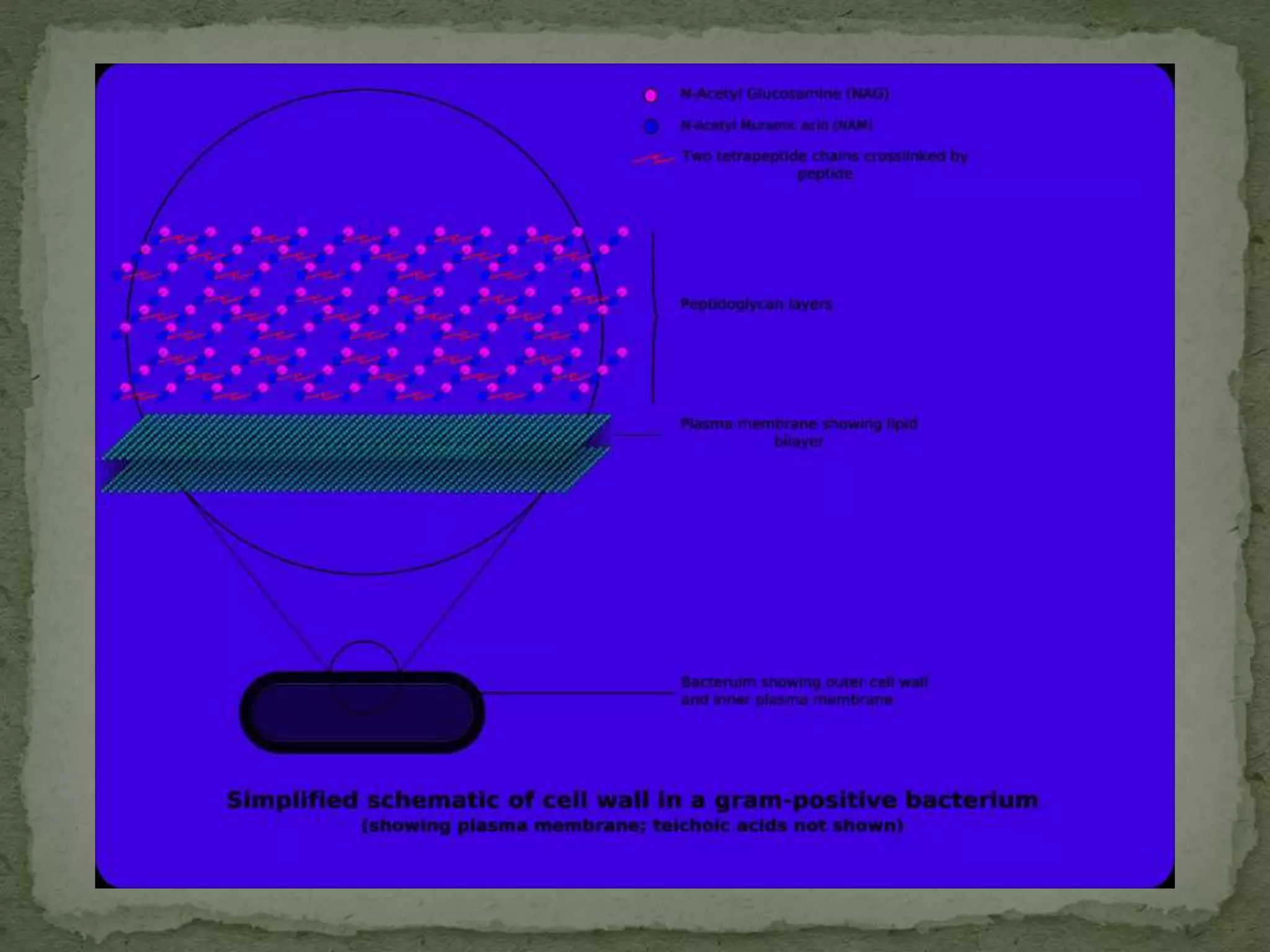 Cell wall of gram-positive bacteria | PPTX