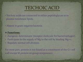 Cell wall of gram-positive bacteria | PPTX