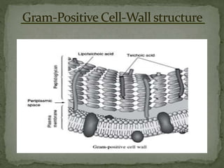 Cell wall of gram-positive bacteria | PPTX