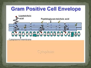 Cell wall of gram-positive bacteria | PPTX