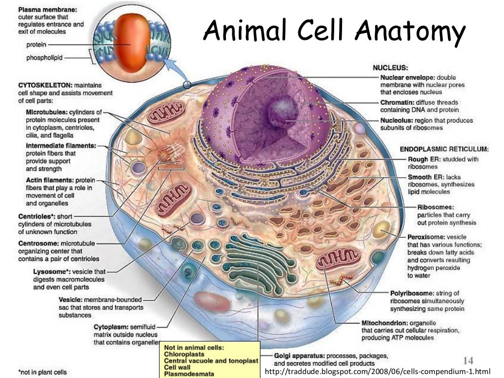 Cell Structure And Function Part 01