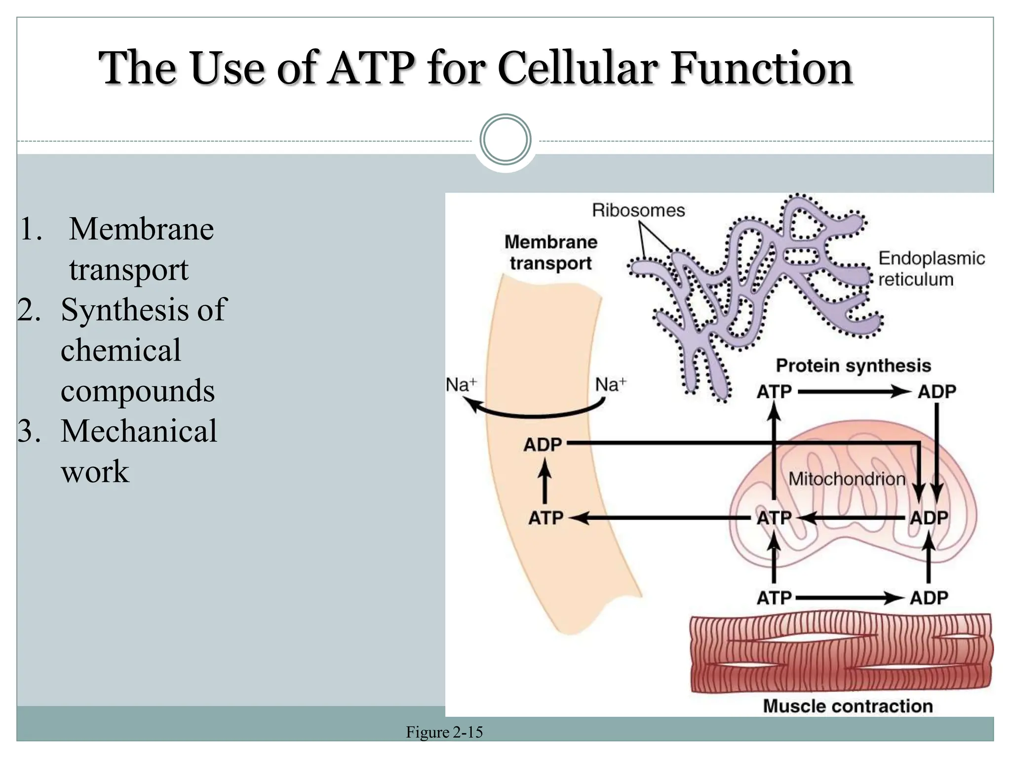 CELL 1.pptxCell diffintion and function of cell and structure and types ...