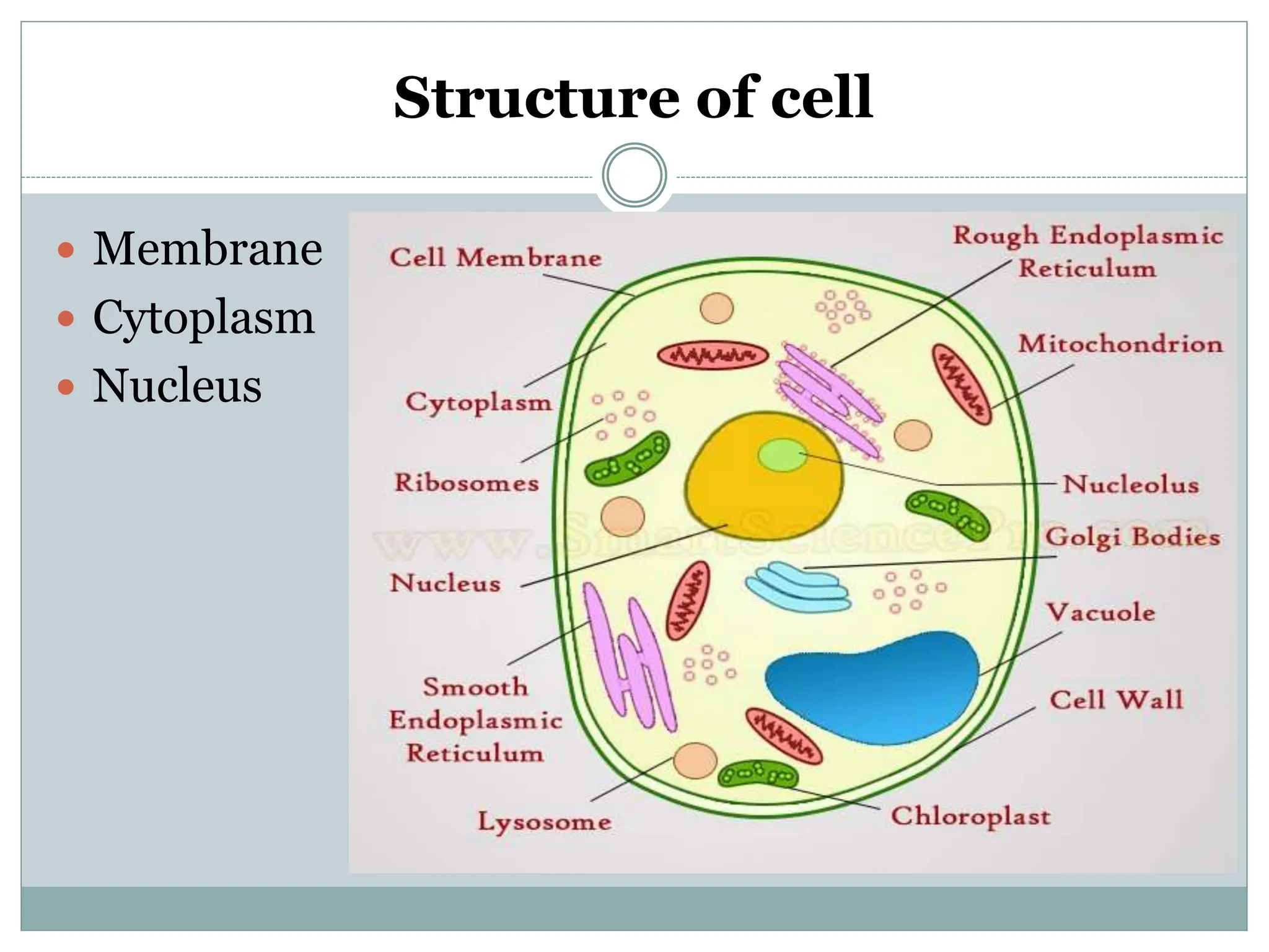 CELL 1.pptxCell diffintion and function of cell and structure and types ...