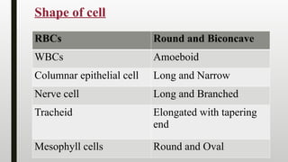 cell; the unit of life class 11 ppt file | PPTX