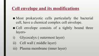 cell; the unit of life class 11 ppt file | PPTX