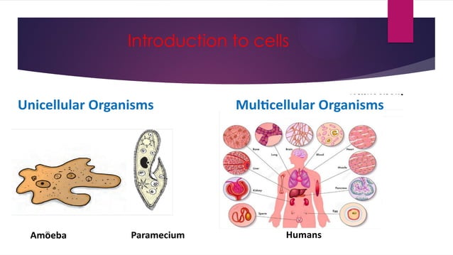 Cells as the basic building block of life | PPT