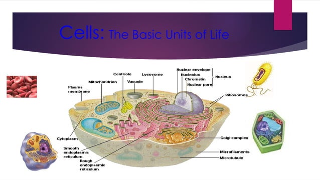Cells as the basic building block of life | PPT