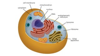 Cell Biology Basics: Cell Types and Organelles | PPTX