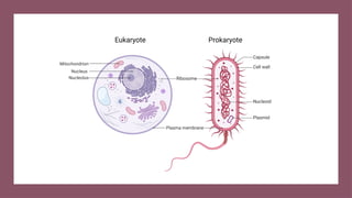 Cell Biology Basics: Cell Types and Organelles | PPTX