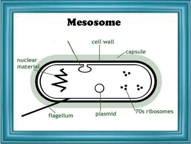 Gram positive vs gram negative mesosome - qeryeazy
