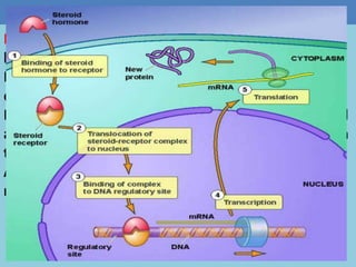 Basim Zwain Lectures - Cell Physiology-2 | PPTX | Endocrine and ...