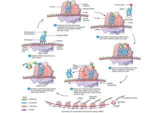 Cell 2 | PDF