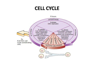 Cell 2 | PDF