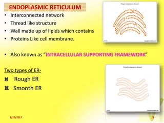 Cell & its organells | PPTX