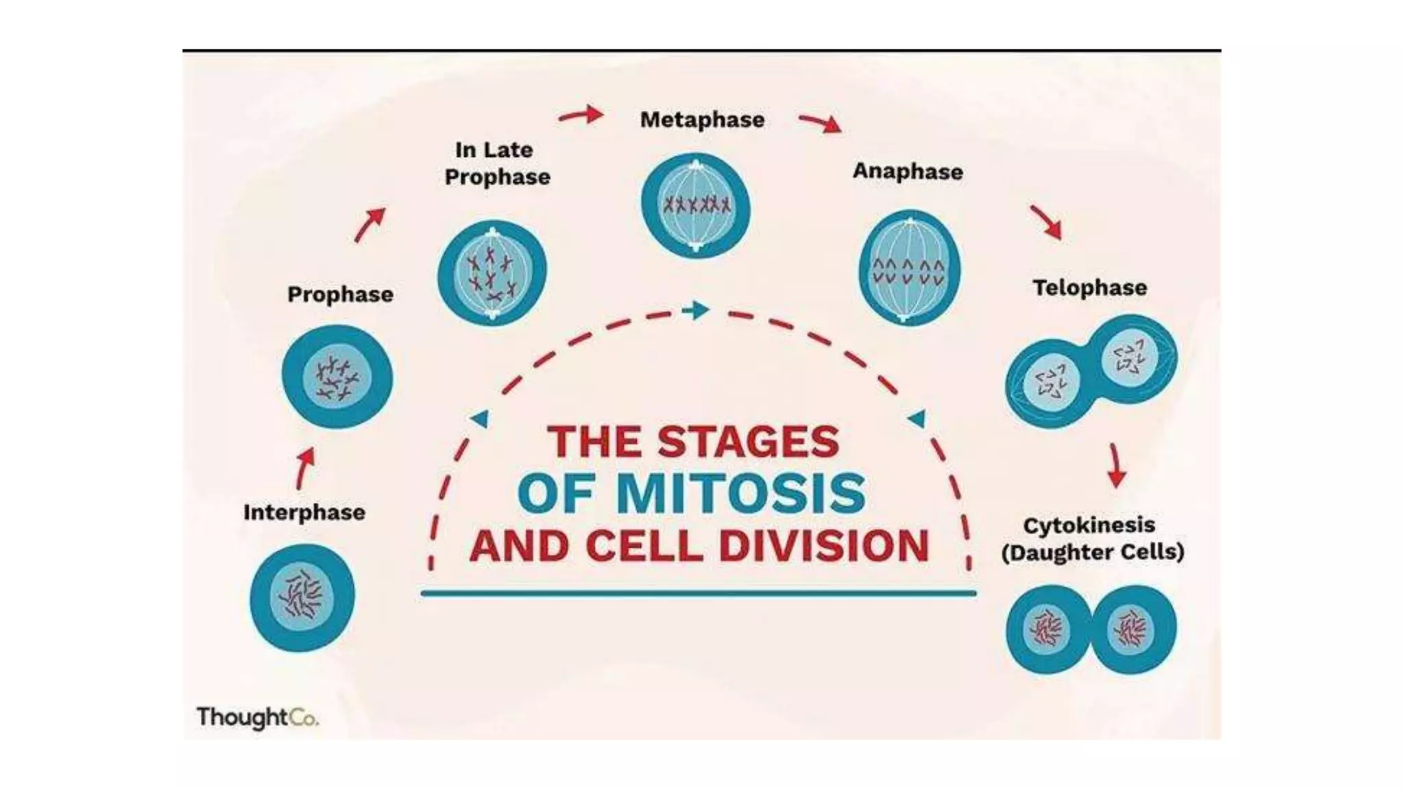 The cell cycle | PPT