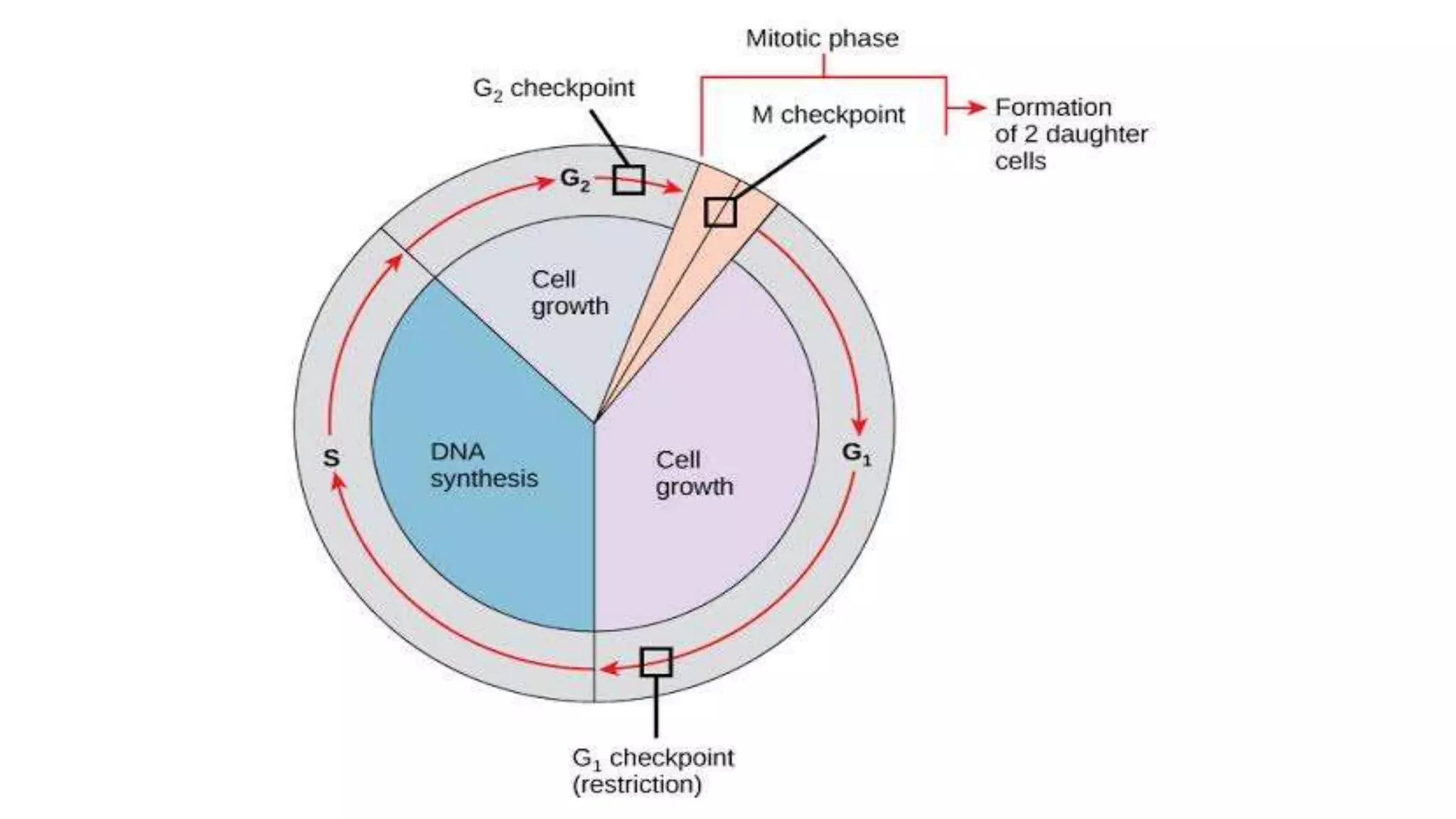 The cell cycle | PPT
