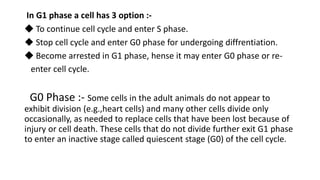 The cell cycle | PPT