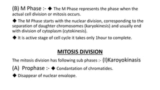 The cell cycle | PPT