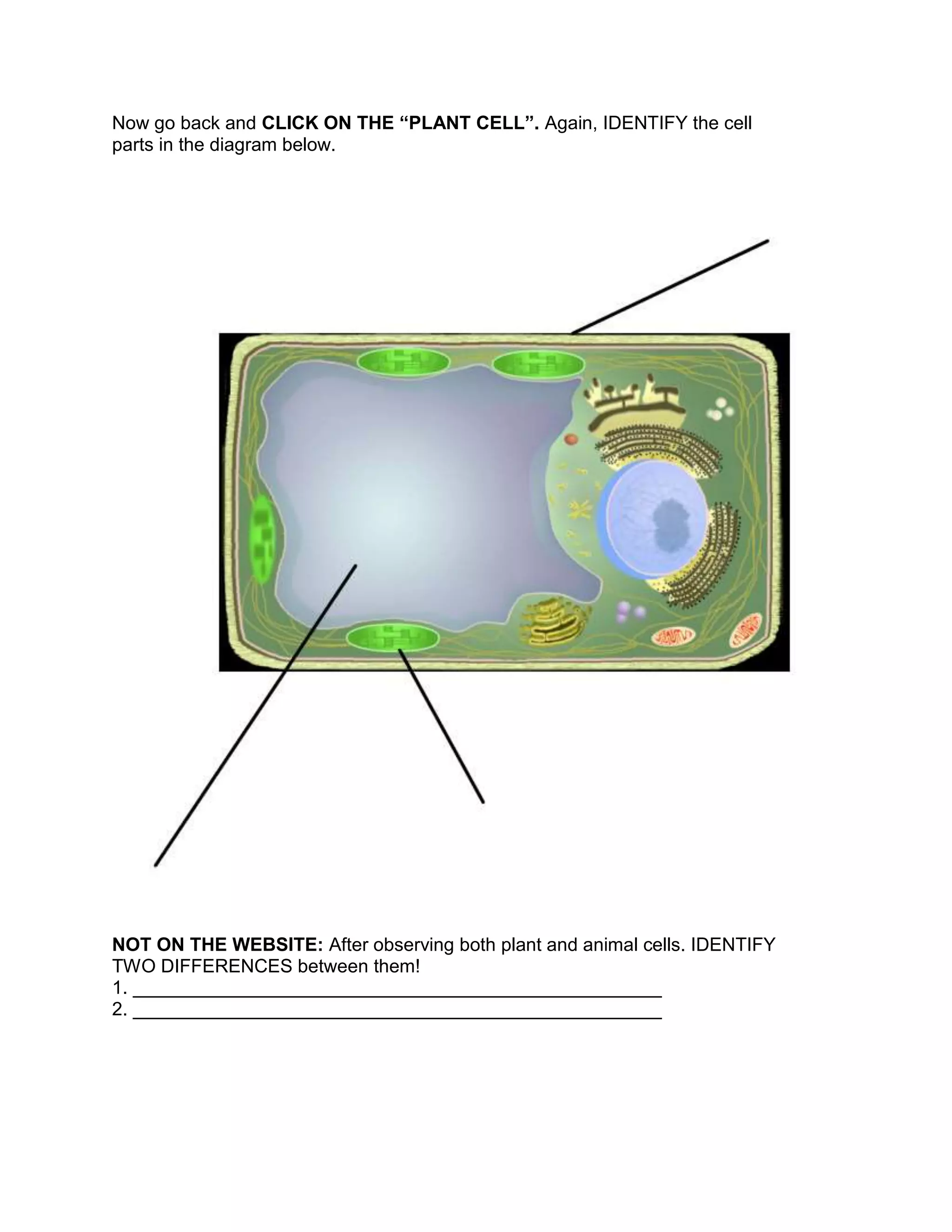Cell Webquest Modified | DOCX