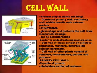 Cell The Unit of Life- 3 | PPTX