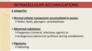 Cell accumulations foundation block pathology | PPTX