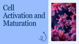 Cell Activation and Maturation Immunology.pdf