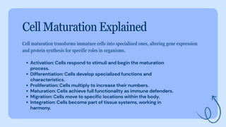 Cell Activation and Maturation Immunology.pdf