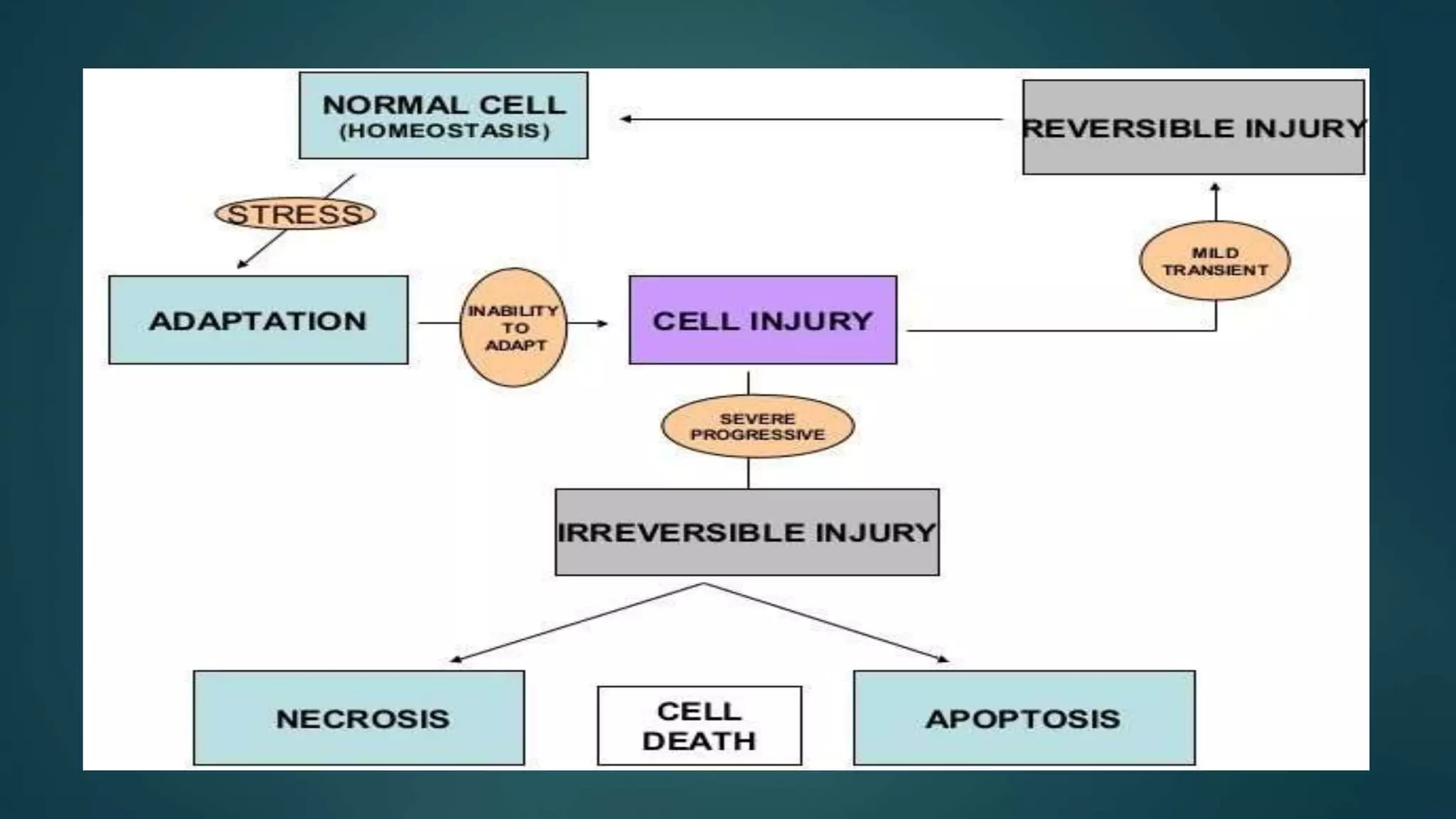 Cell adaptation & Cell injury and Cell death | PPTX