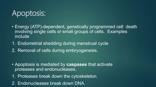Cell adaptation & Cell injury and Cell death | PPTX